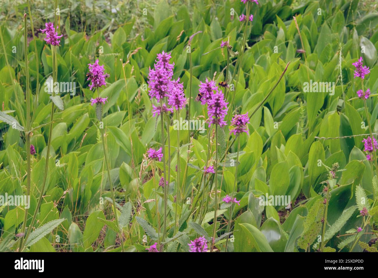 Betonica officinalis in meadow. Medicinal, edible, essential oil ...