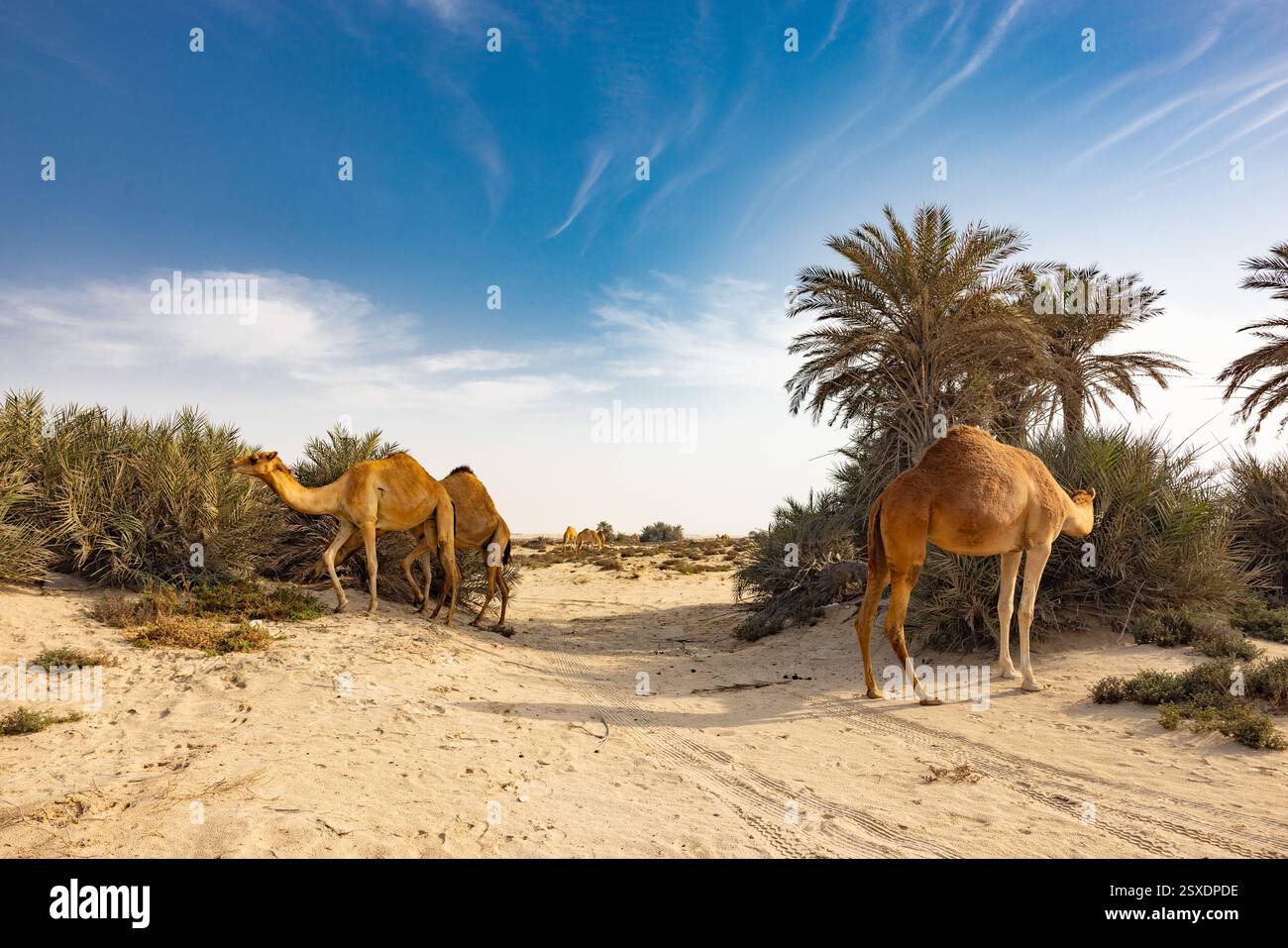 Umm Bab Beach - Palm Tree Beach Doha Qatar 24-02-2025 Stock Photo - Alamy