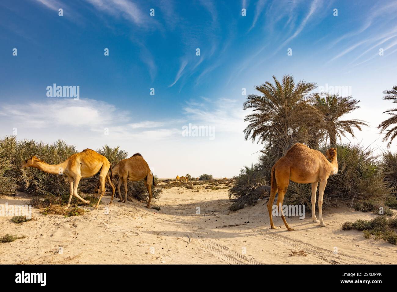 Umm Bab Beach - Palm Tree Beach Doha Qatar 24-02-2025 Stock Photo - Alamy