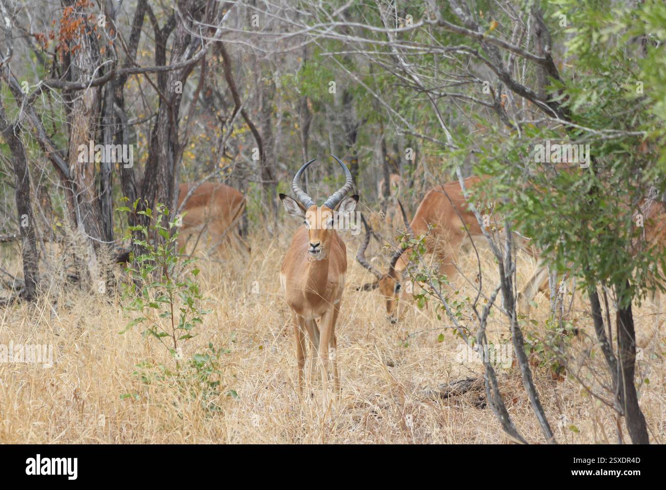 Impala locking eyes with the camera Stock Photo - Alamy
