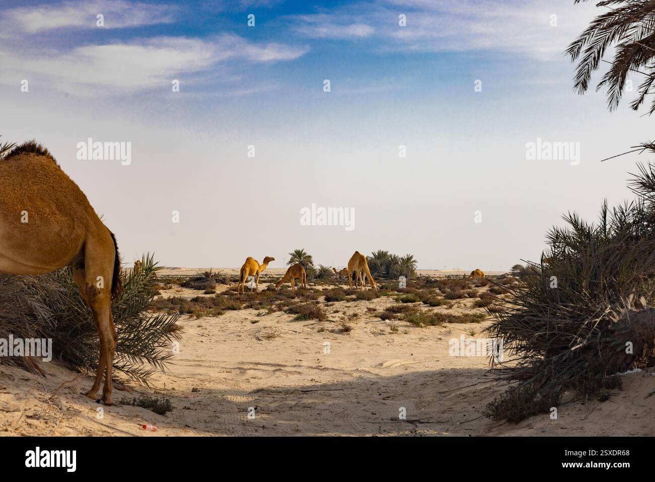 Umm Bab Beach - Palm Tree Beach Doha Qatar 24-02-2025 Stock Photo - Alamy