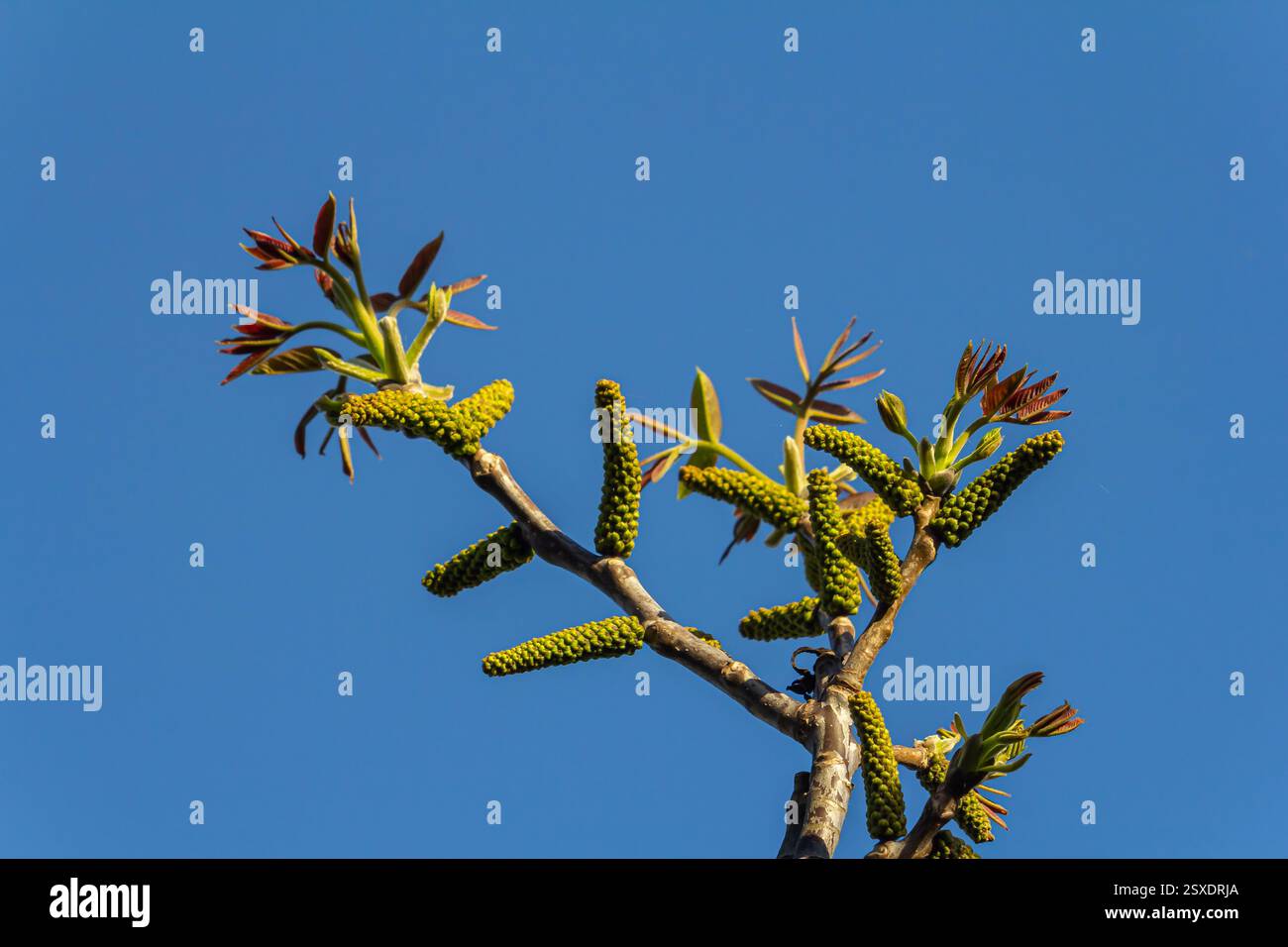 foliage and catkins of the hazel tree during flowering, walnut blossoms ...