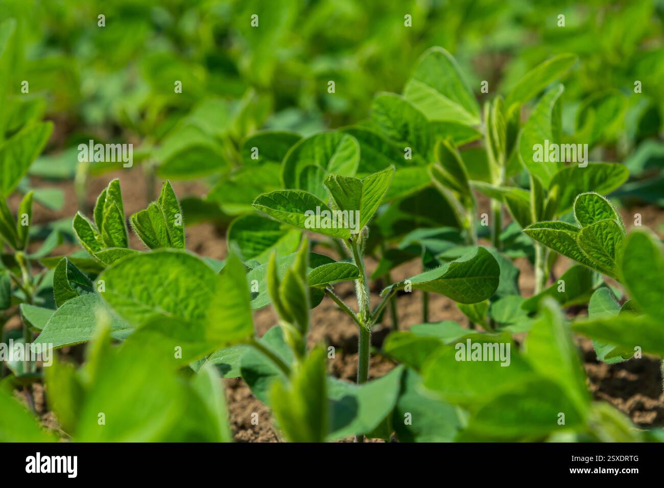 Soybean field neat rows hi-res stock photography and images - Alamy