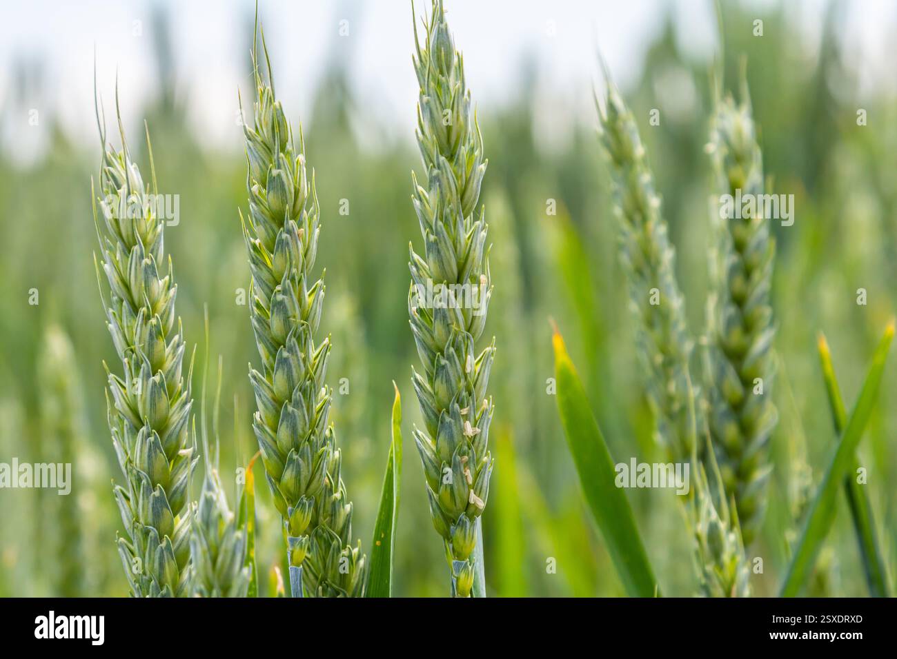Lush green wheat plants stand tall, reflecting the growth season under ...