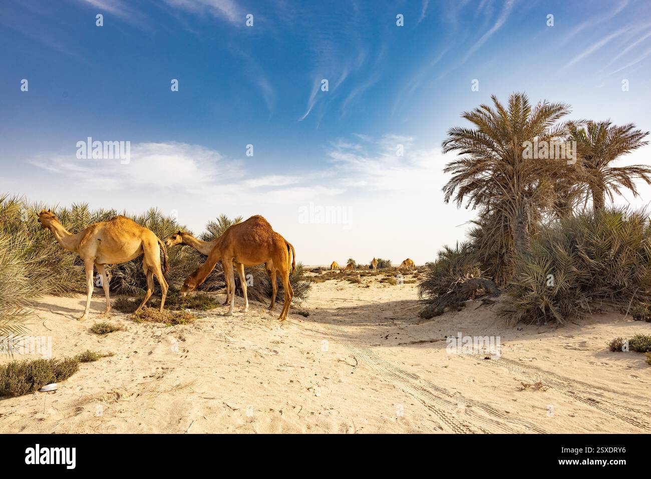 Umm Bab Beach - Palm Tree Beach Doha Qatar 24-02-2025 Stock Photo - Alamy