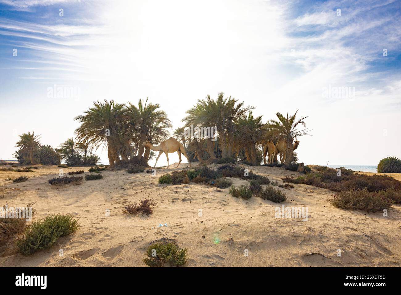 Umm Bab Beach - Palm Tree Beach Doha Qatar 24-02-2025 Stock Photo - Alamy