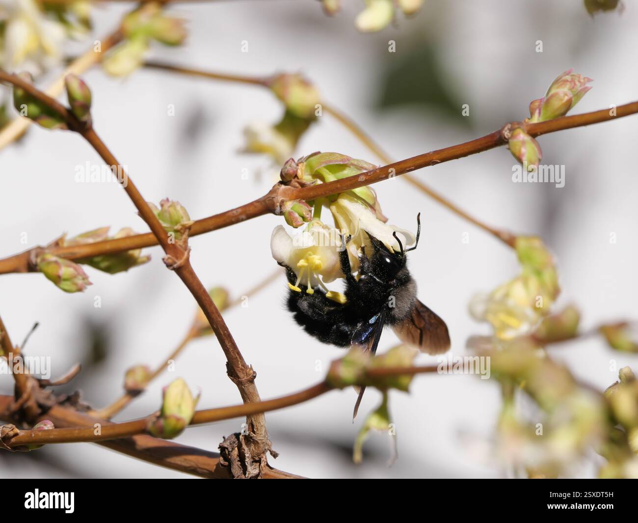 Blue carpenter bee Xylocopa violacea decorated with yellow pollen ...
