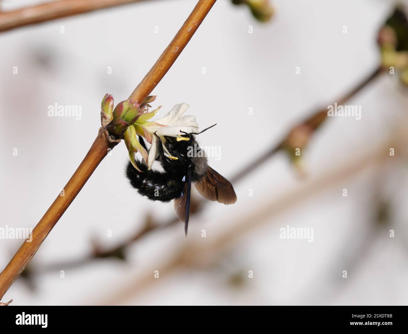 Blue carpenter bee Xylocopa violacea decorated with yellow pollen ...