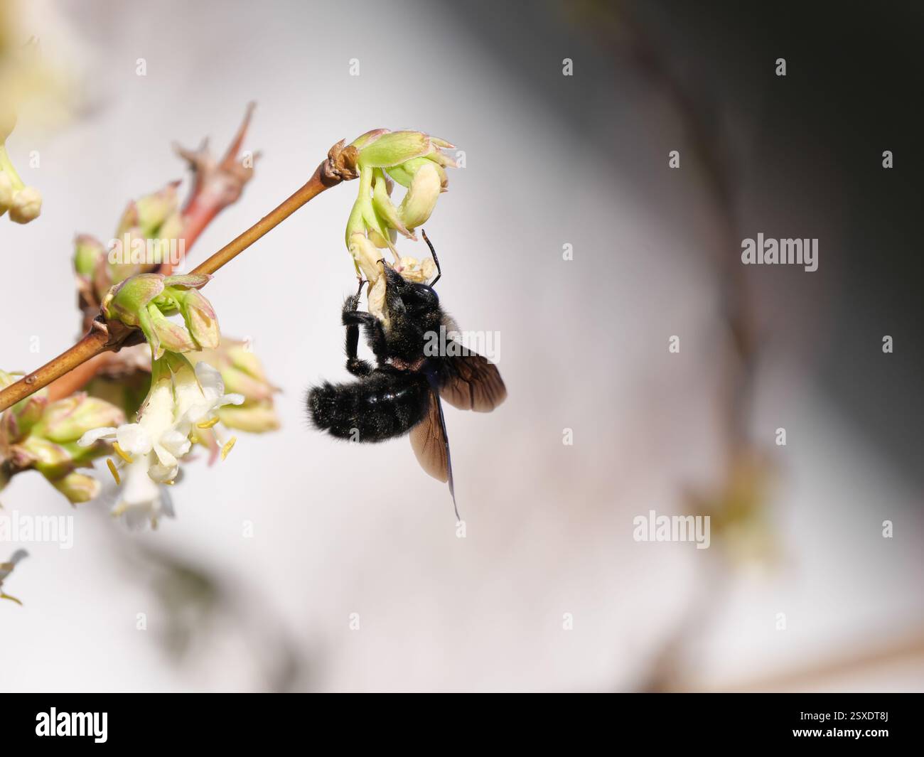 Blue carpenter bee Xylocopa violacea decorated with yellow pollen ...