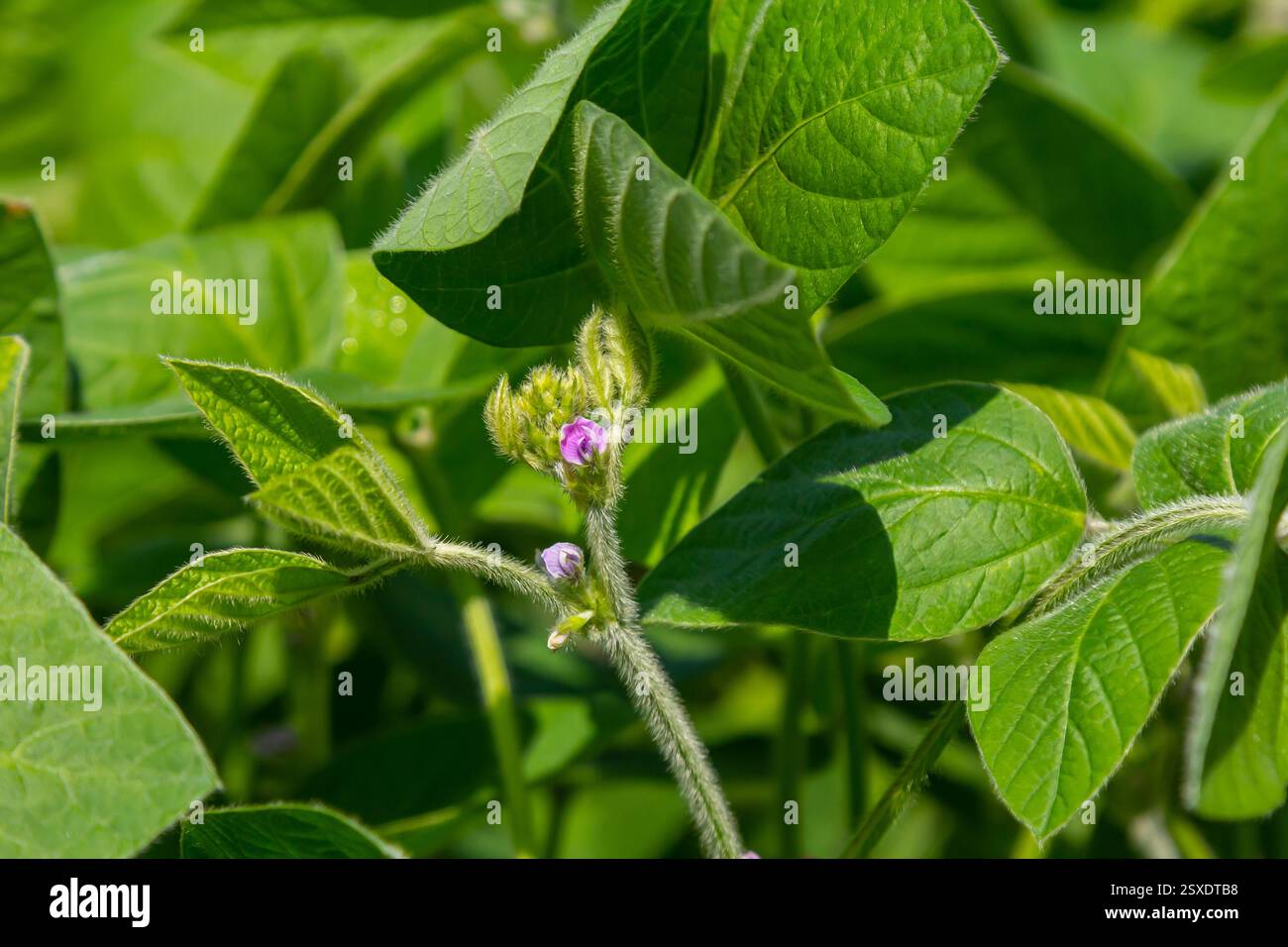 Green bean plant showcases vibrant leaves and small buds indicating ...