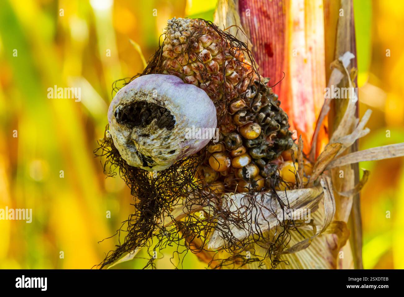Ears of corn exhibit disease symptoms caused by Ustilago zeae, with ...
