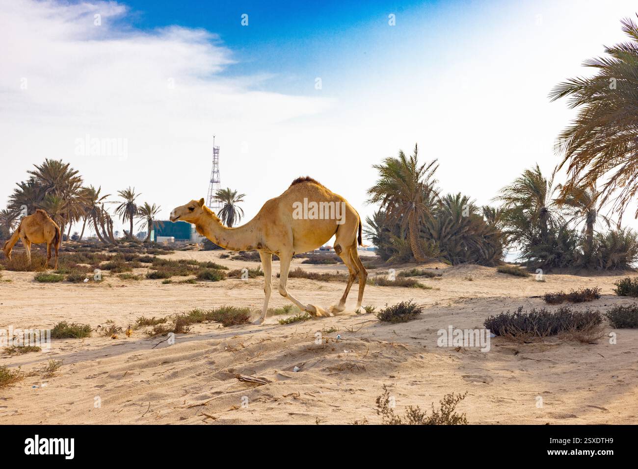 Umm Bab Beach - Palm Tree Beach Doha Qatar 24-02-2025 Stock Photo - Alamy
