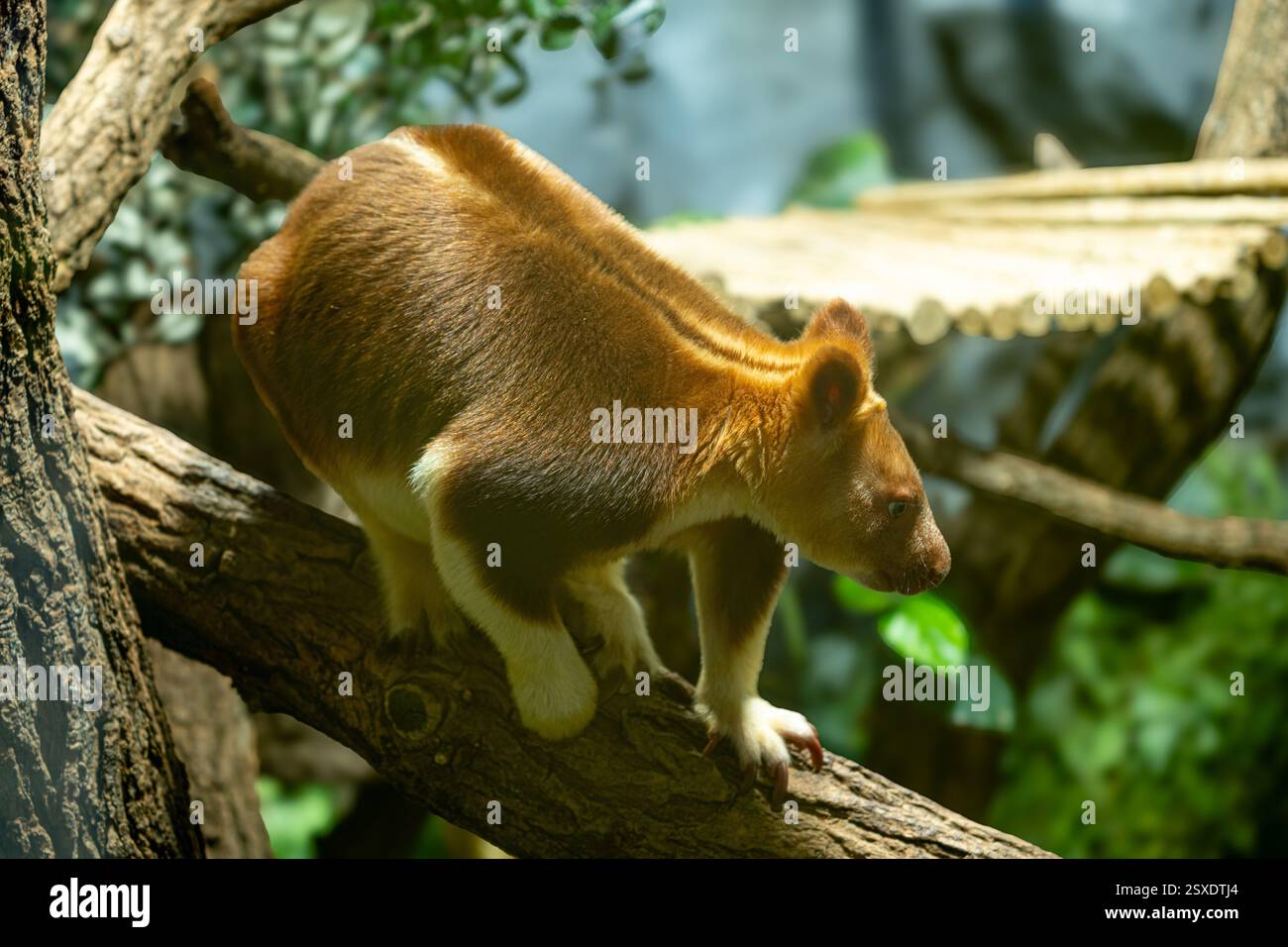 The tree kangaroo (Dendrolagus goodfellowi ) is resting on a tree. They ...