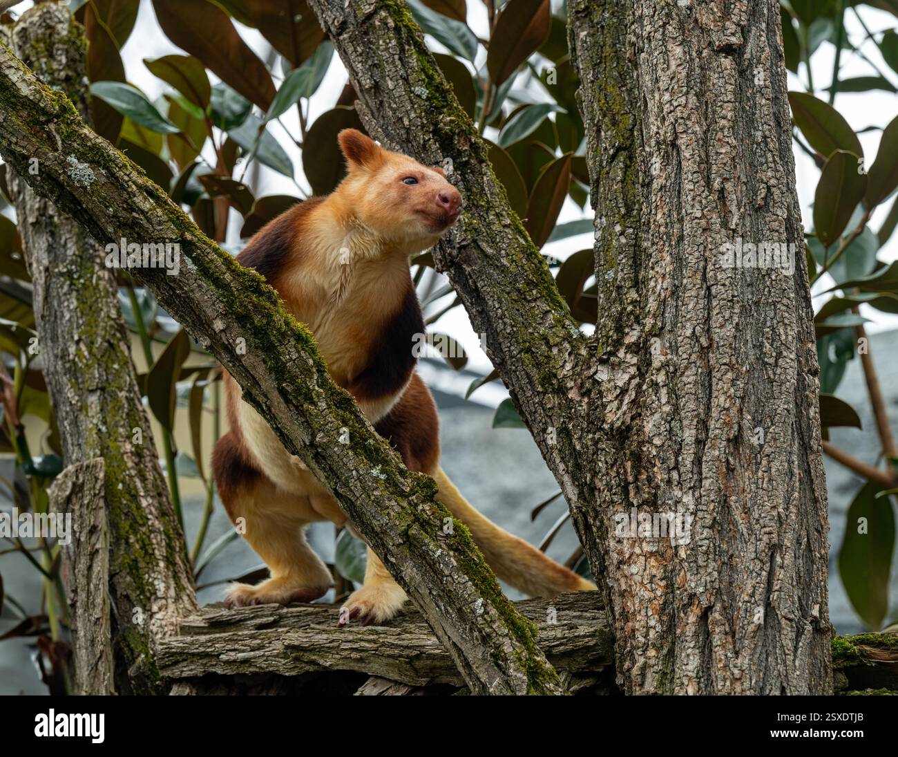 The tree kangaroo (Dendrolagus goodfellowi ) is resting on a tree. They ...