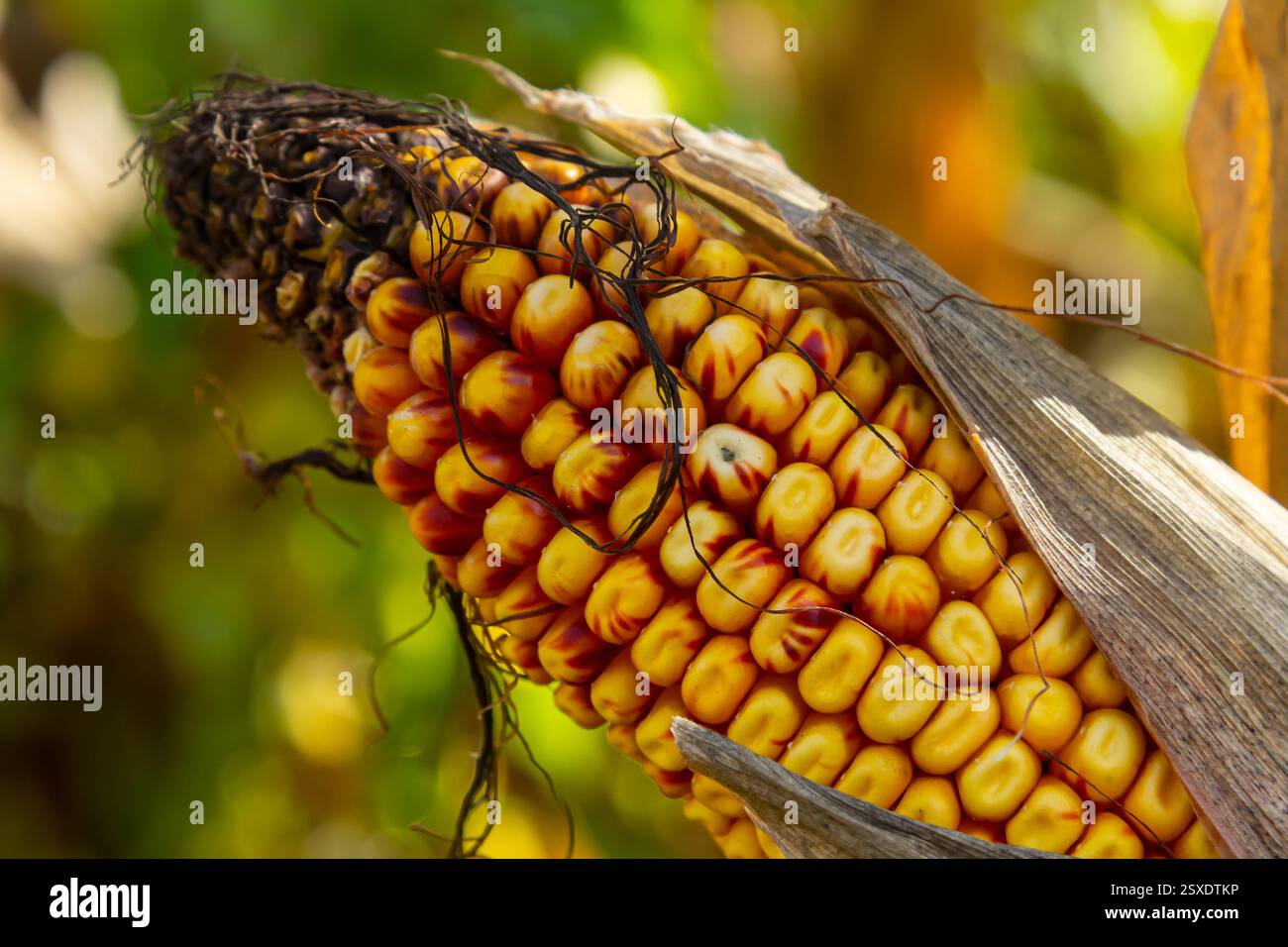 Corn cobs in corn farming fields during the harvest season can be used ...