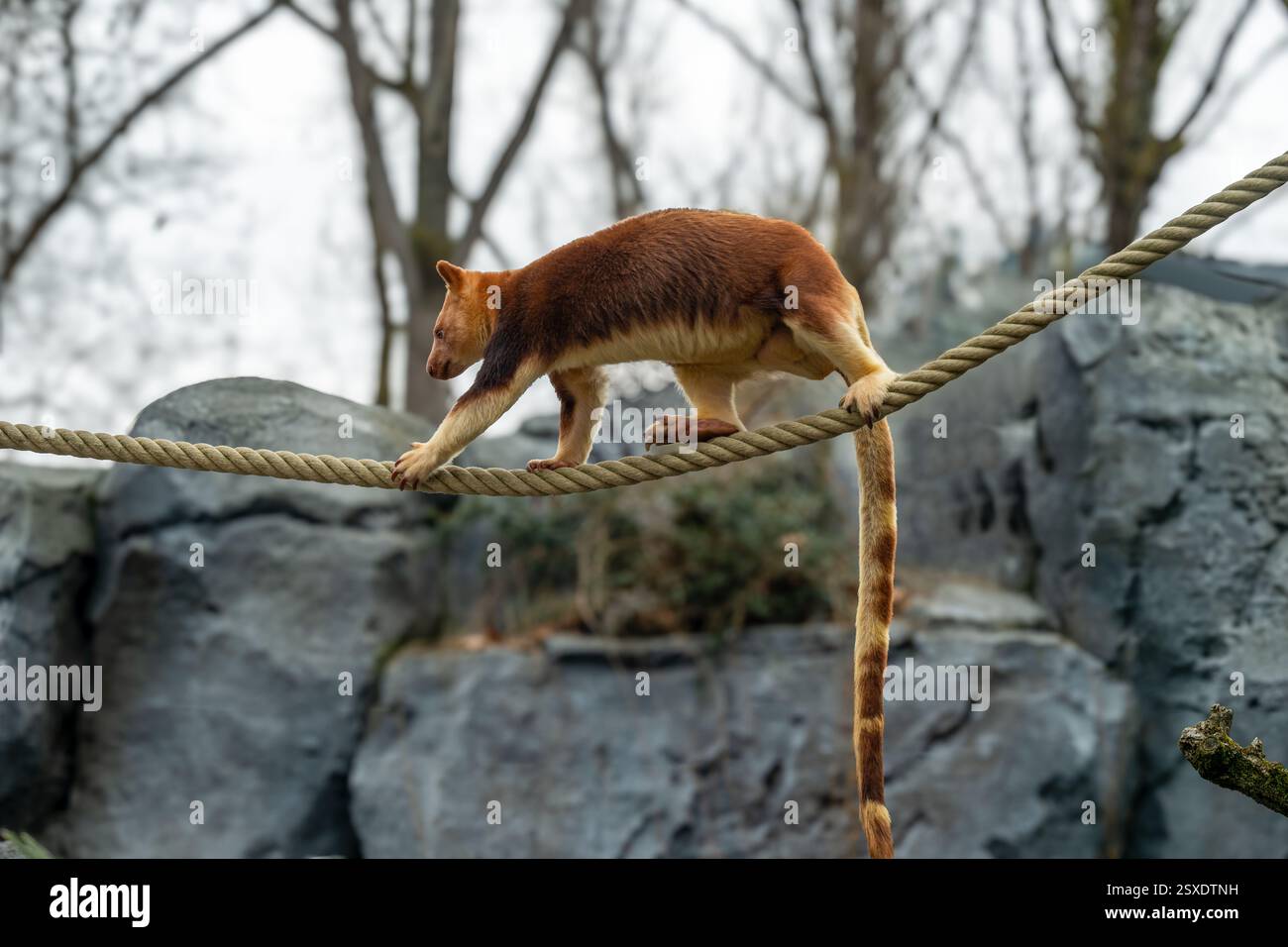 The tree kangaroo (Dendrolagus goodfellowi ) climbs on a rope. They ...