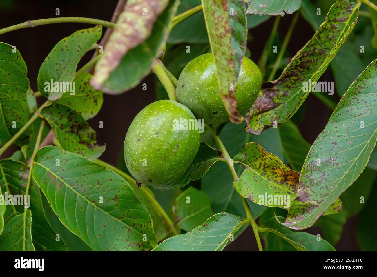 walnut tree, growing walnut in shell on branch, summer trees, green ...