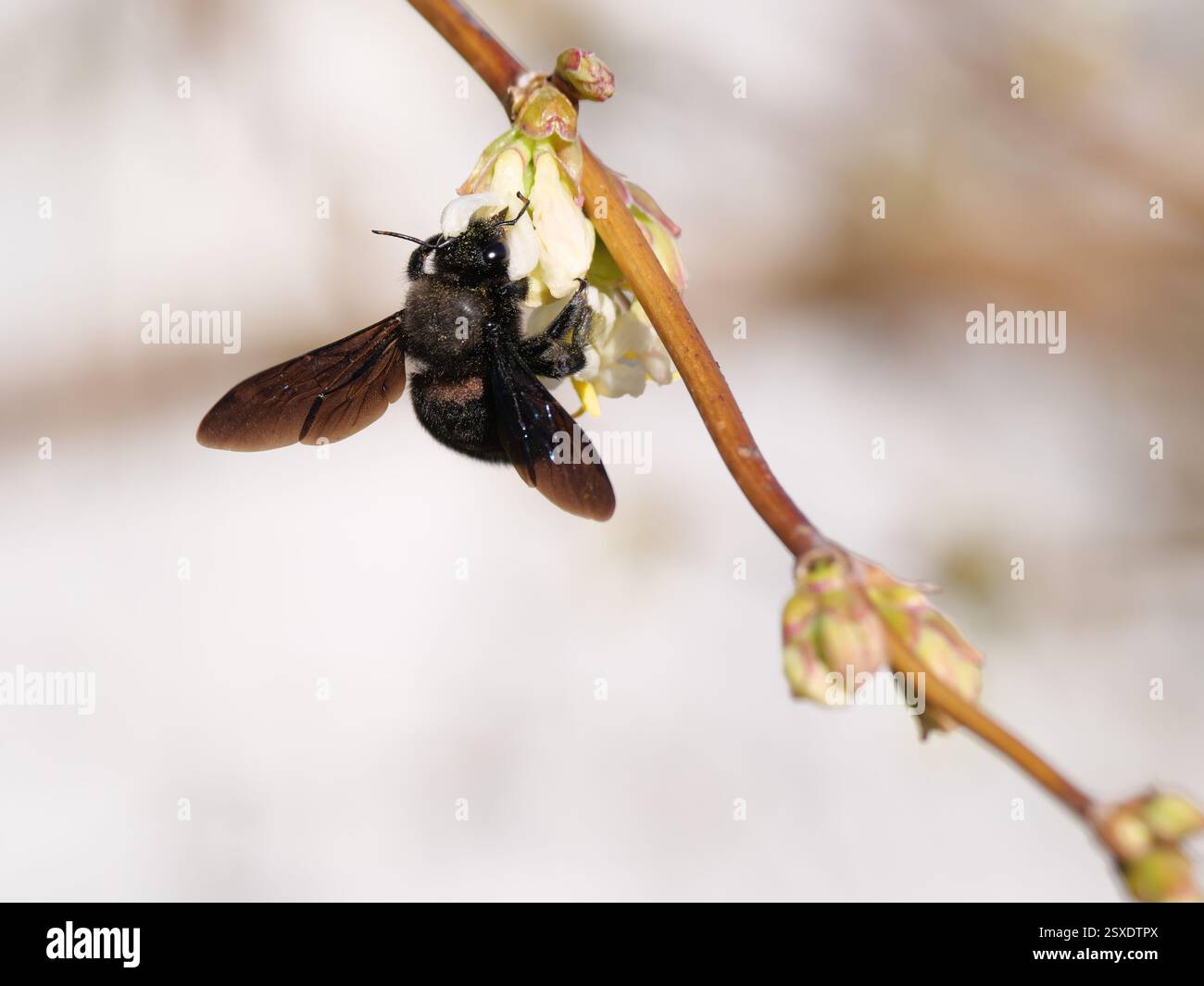 Blue carpenter bee Xylocopa violacea decorated with yellow pollen ...