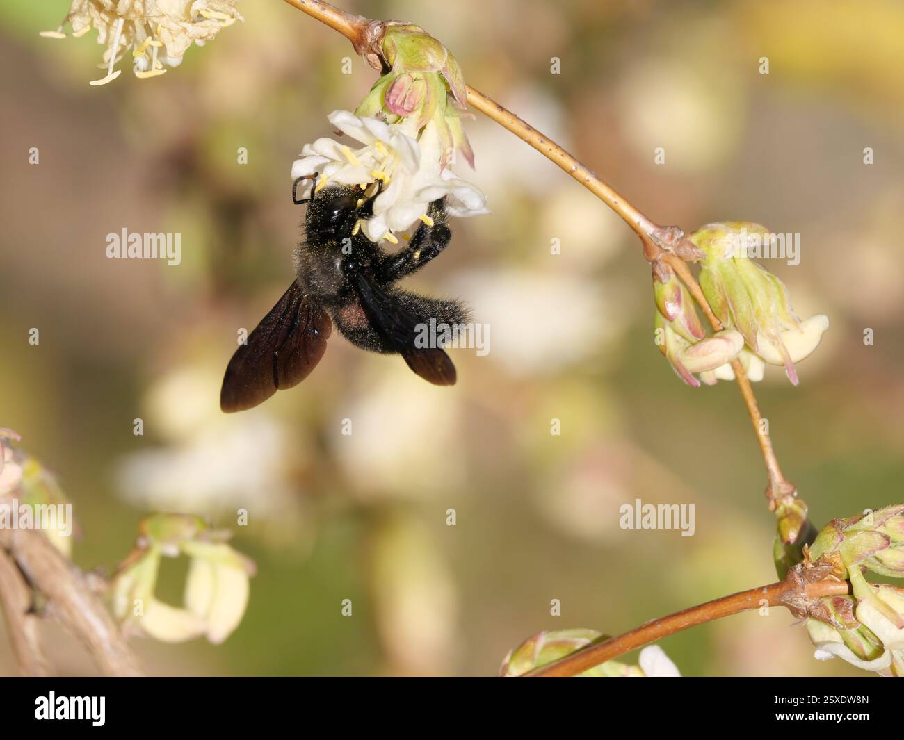 Blue carpenter bee Xylocopa violacea decorated with yellow pollen ...