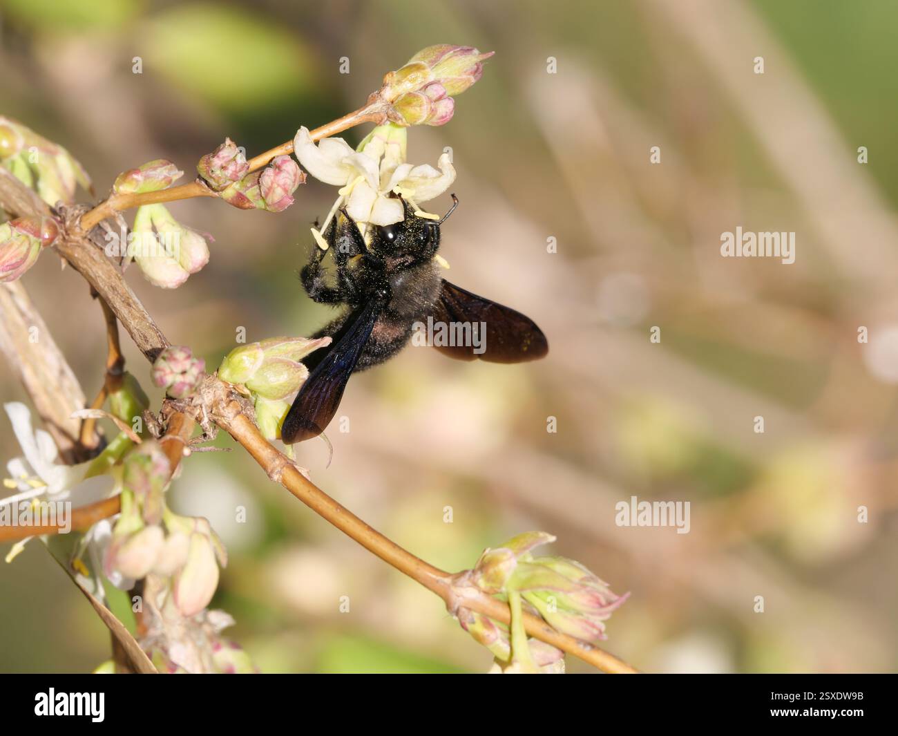 Blue carpenter bee Xylocopa violacea decorated with yellow pollen ...