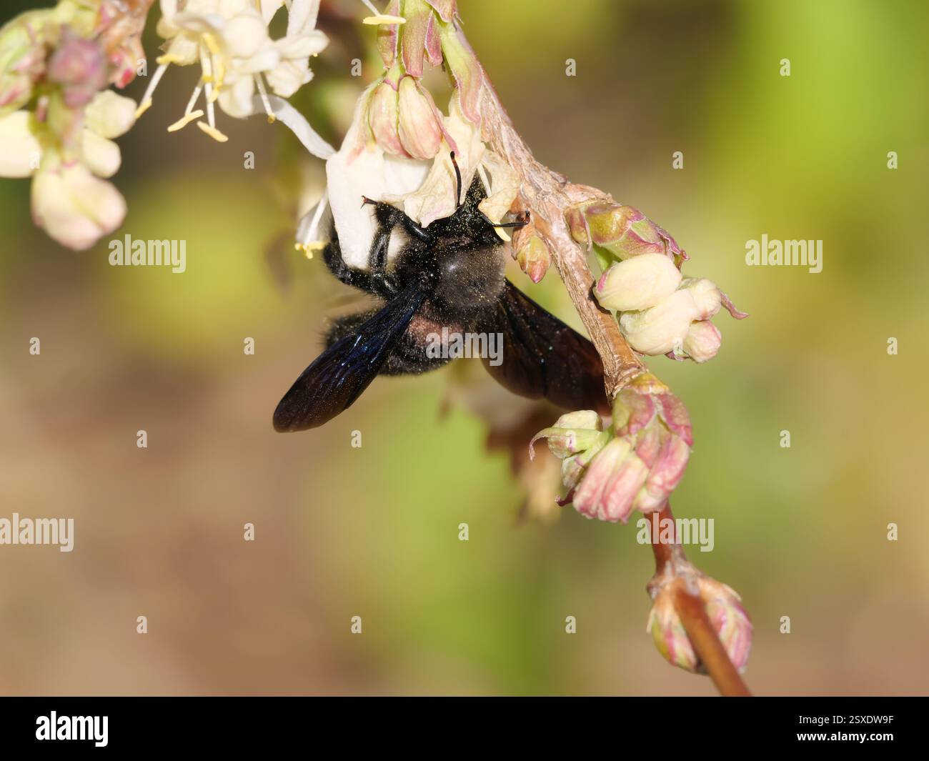Blue carpenter bee Xylocopa violacea decorated with yellow pollen ...