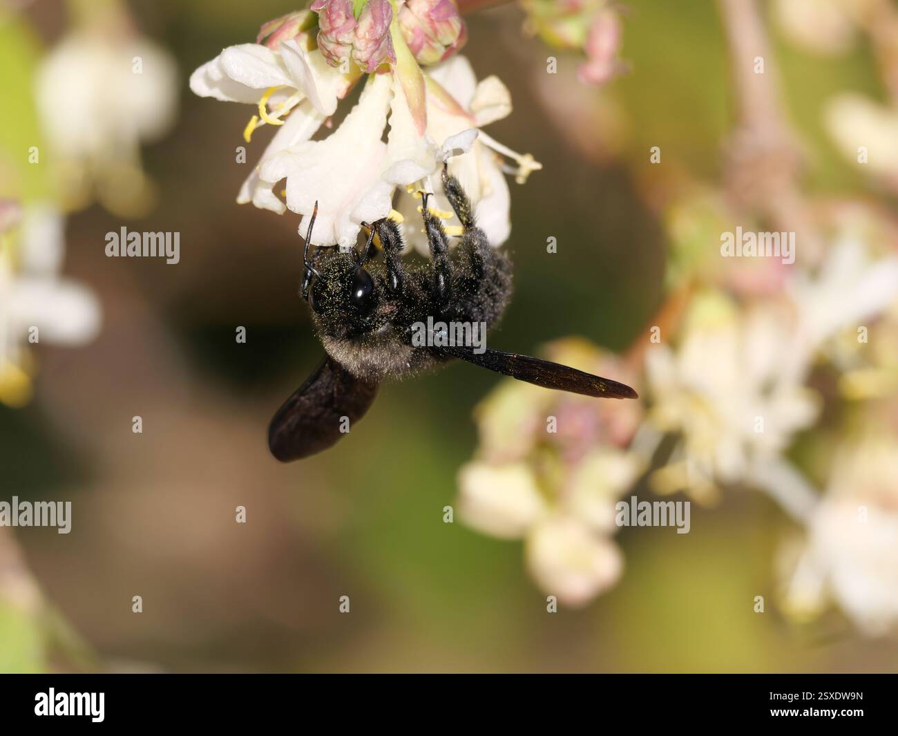 Blue carpenter bee Xylocopa violacea decorated with yellow pollen grains on a flower of the ...