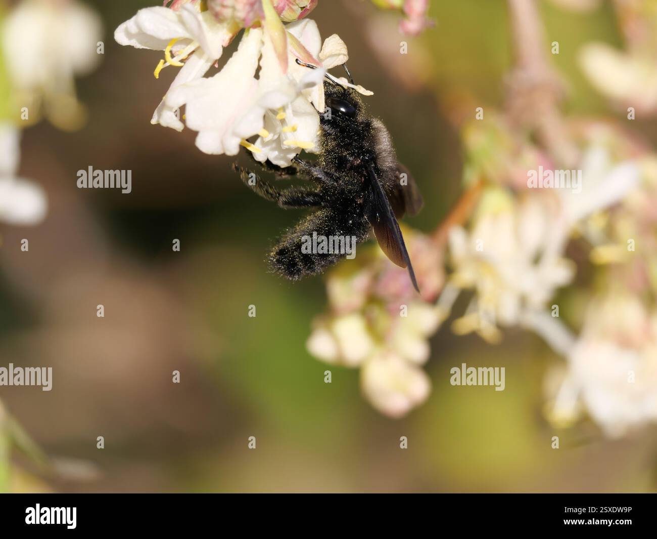 Blue carpenter bee Xylocopa violacea decorated with yellow pollen ...