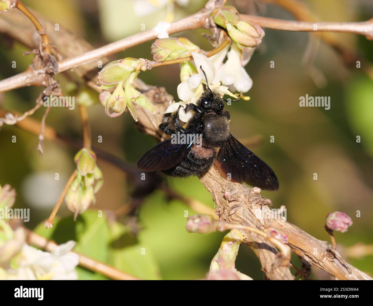 Blue carpenter bee Xylocopa violacea decorated with yellow pollen ...