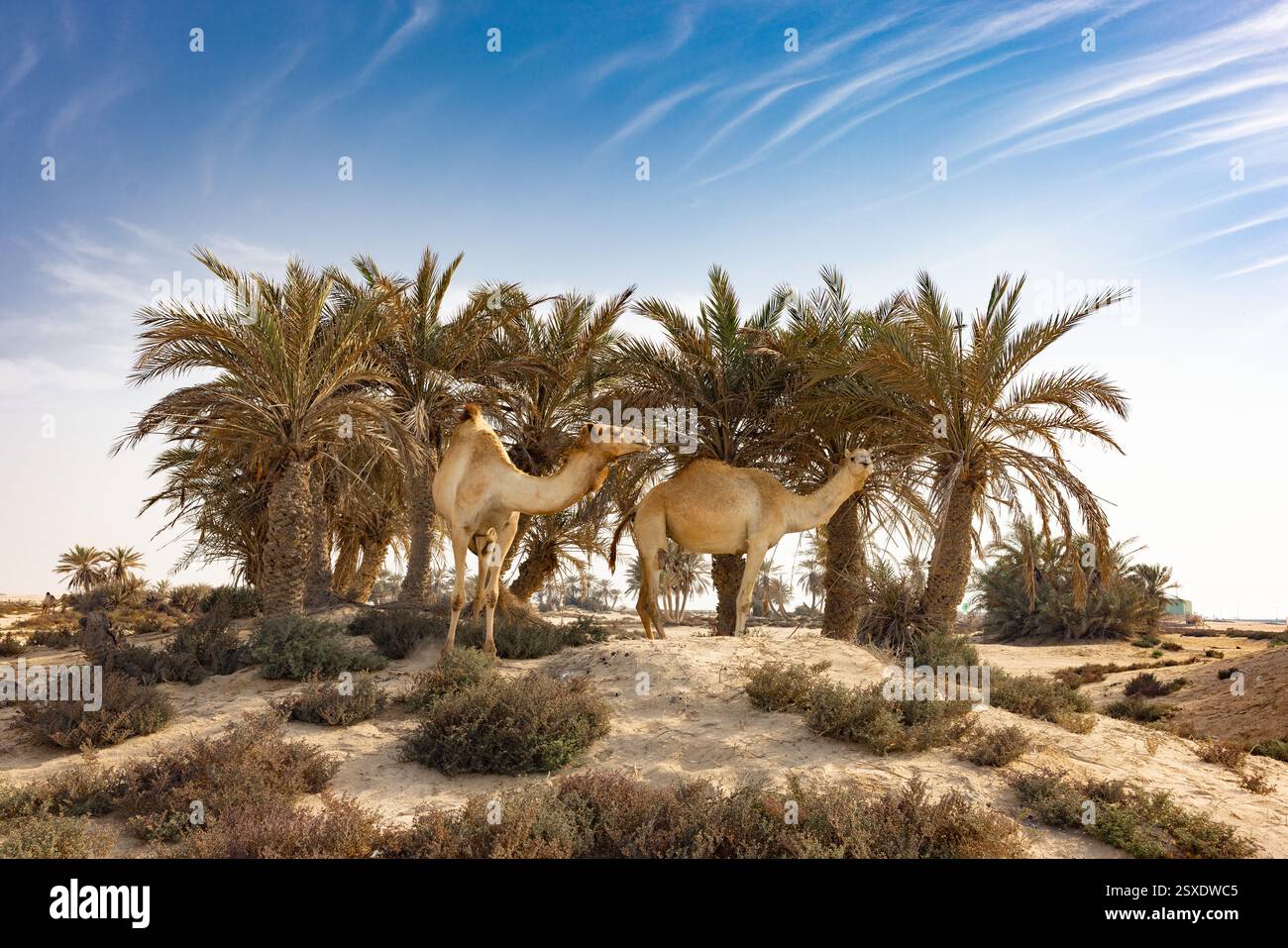 Umm Bab Beach - Palm Tree Beach Doha Qatar 24-02-2025 Stock Photo - Alamy