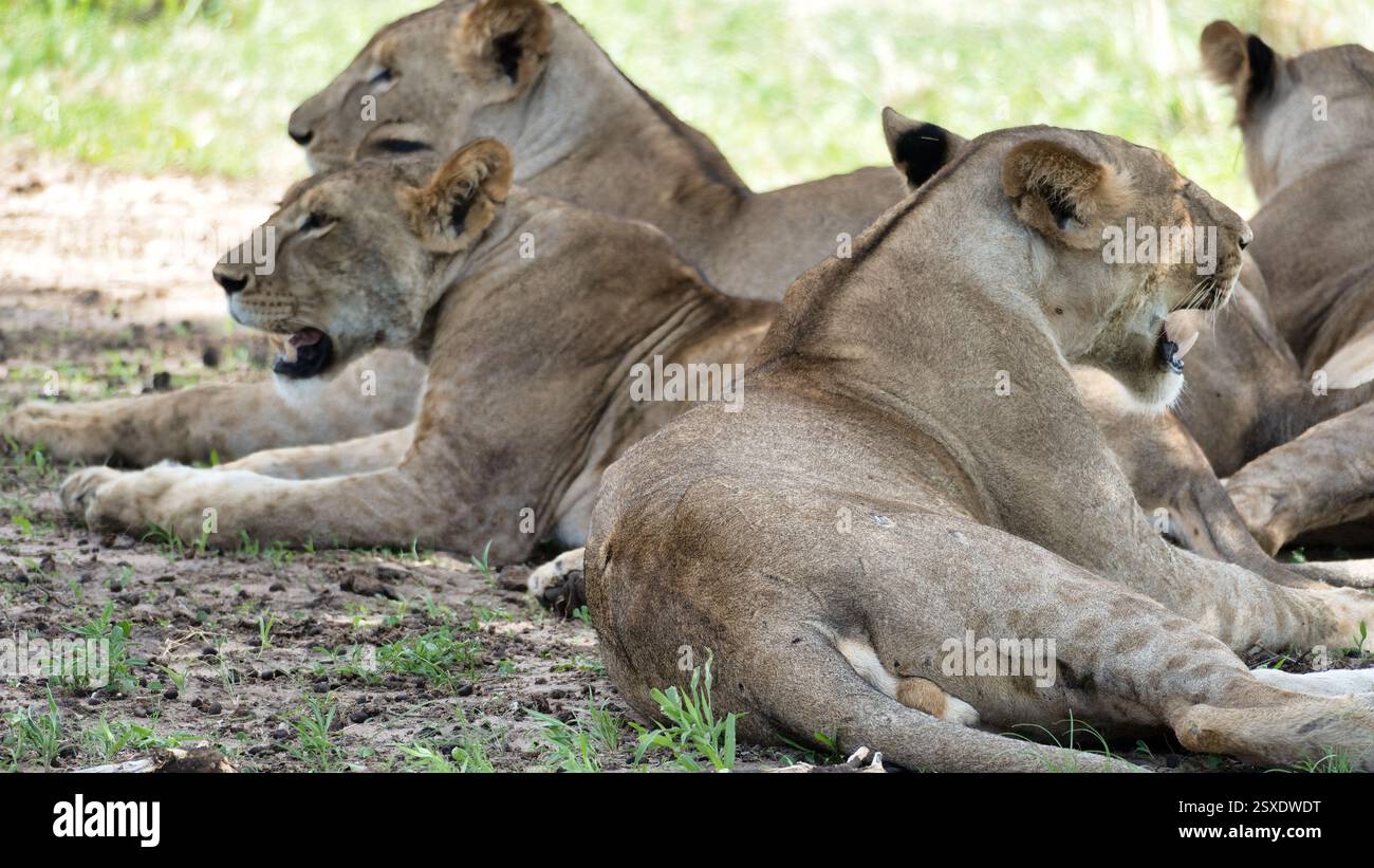 A calm and peaceful scene showcasing a large group of lions leisurely ...