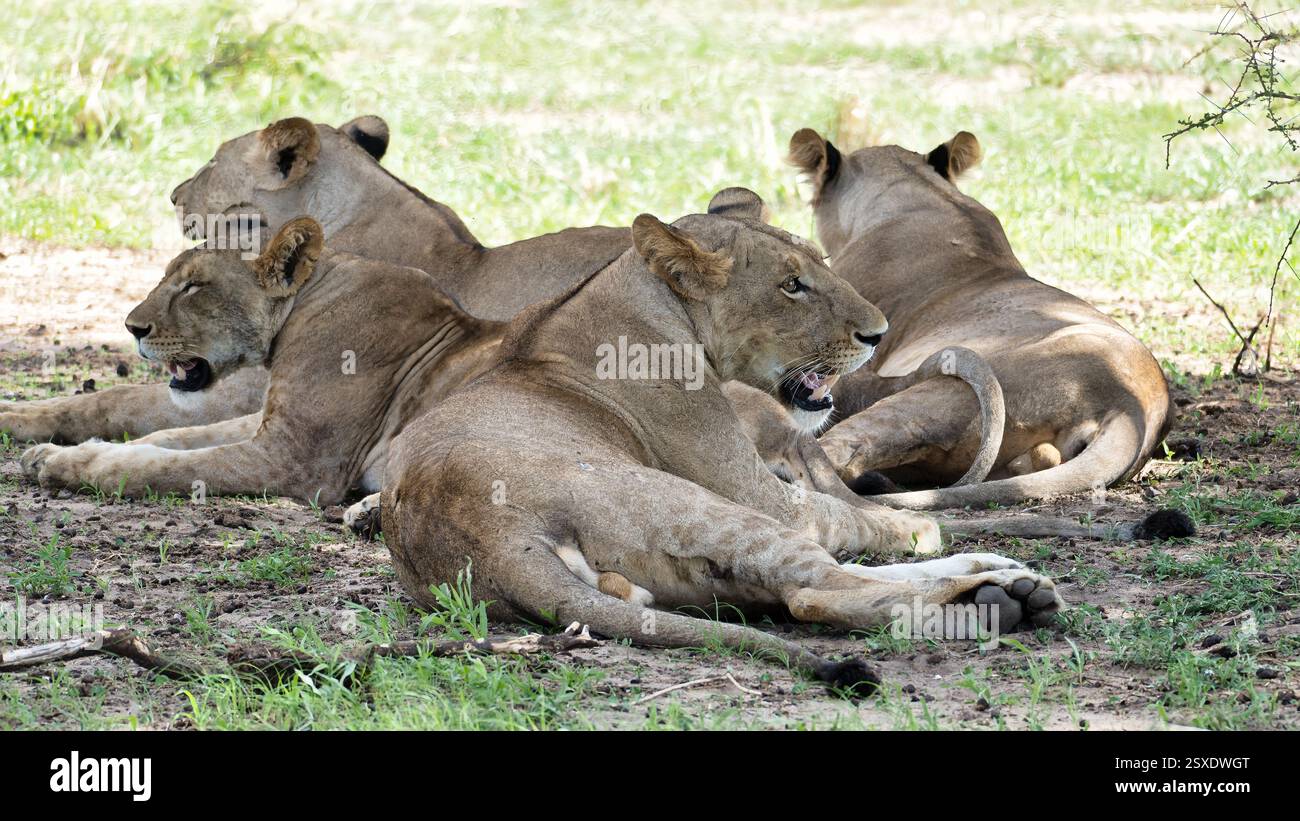 Prowling Pride Lions Resting Together in the Gorgeous Savannah of ...