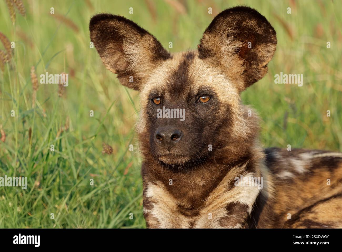 Portrait of an African wild dog or painted hunting dog (Lycaon pictus ...