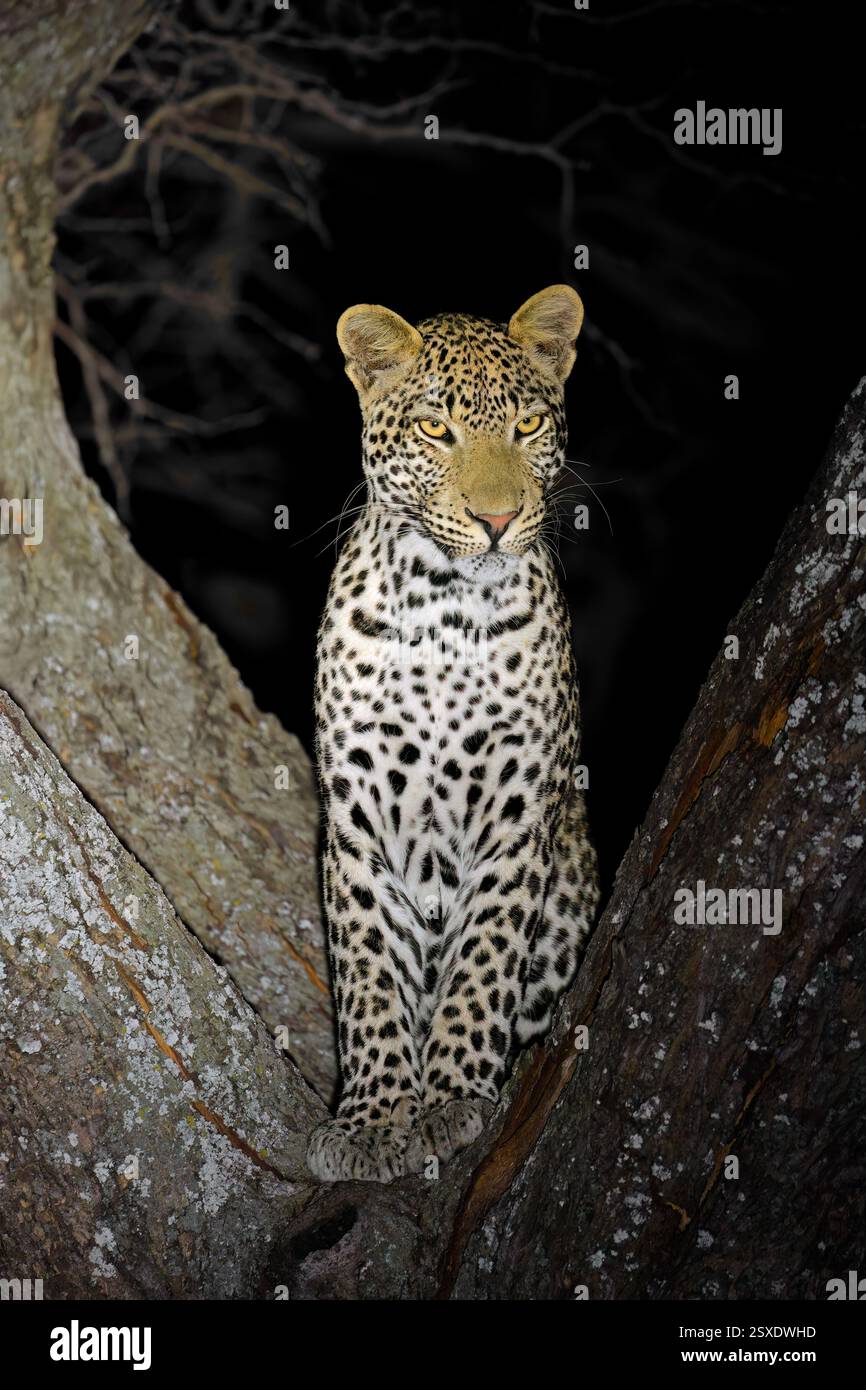 An alert leopard (Panthera pardus) siting in a tree during the night ...