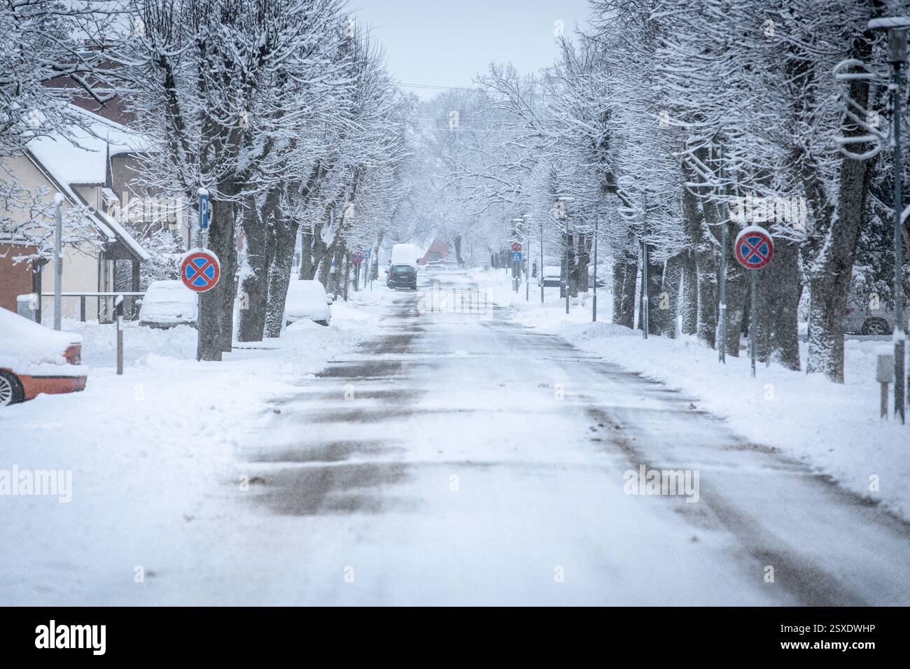 Street covered in snow, avenue of trees and road signs for not stopping ...
