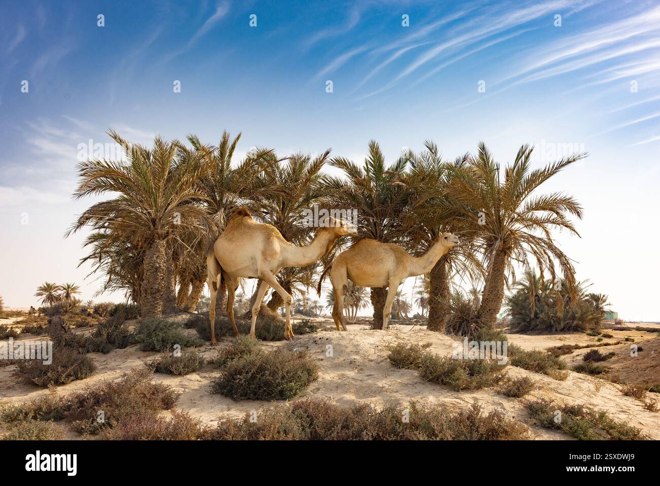 Umm Bab Beach - Palm Tree Beach Doha Qatar 24-02-2025 Stock Photo - Alamy