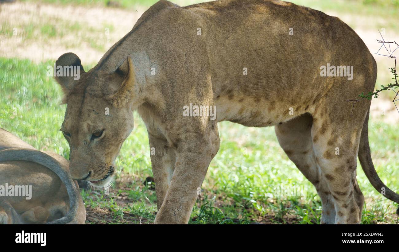 The Majestic Lioness in Her Stunning and Natural Habitat in the African ...