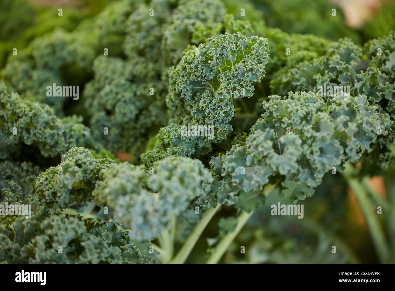 Organic green kale growth on field Stock Photo - Alamy