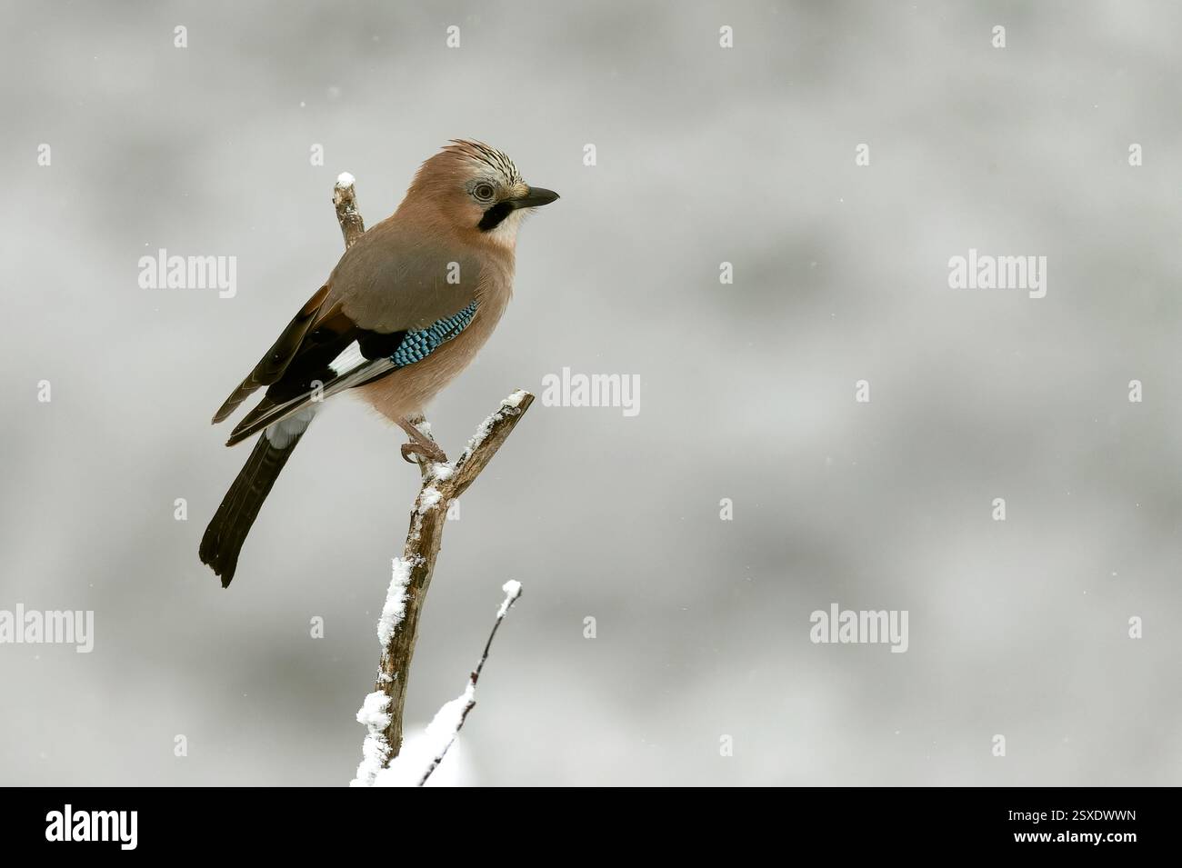 Jay in a high mountain area with lots of snow on a cold January day ...
