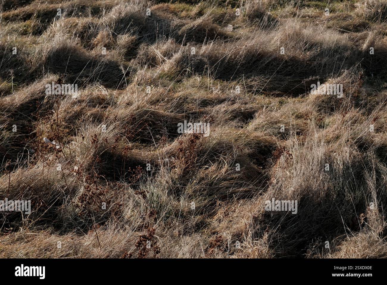 Grass seed botanical macro hi-res stock photography and images - Alamy