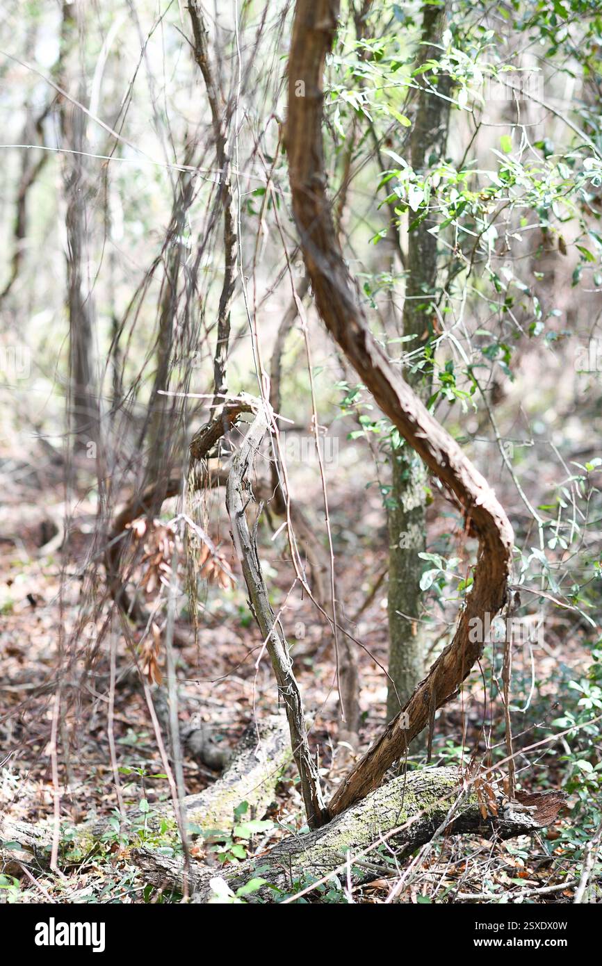 Twisted vine and branches in a sunlit forest in Central Florida Stock ...