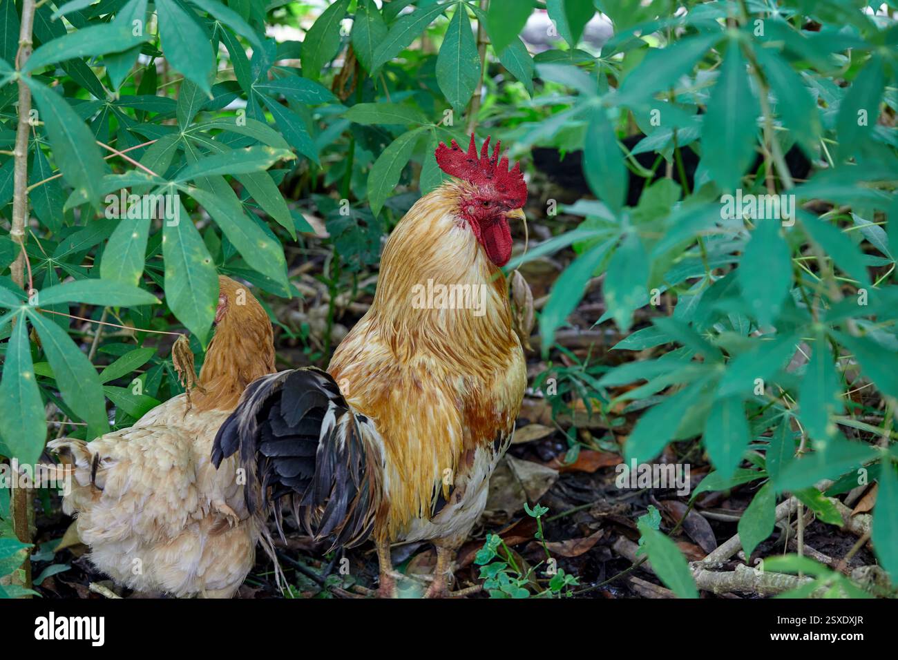 Hen walking free farm domestic hi-res stock photography and images - Alamy