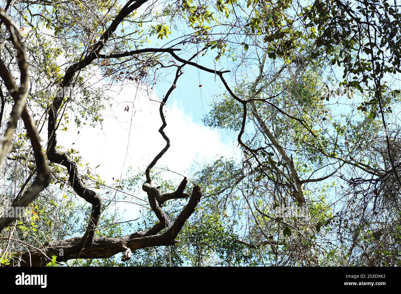 Twisted tree branches reaching towards the sky in a Florida fore Stock ...