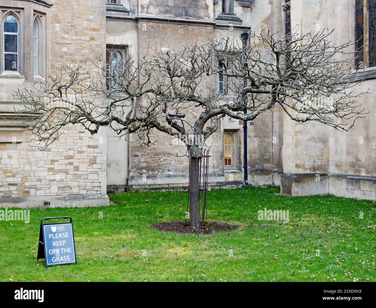 Newton's Apple Tree, Cambridge University Stock Photo - Alamy