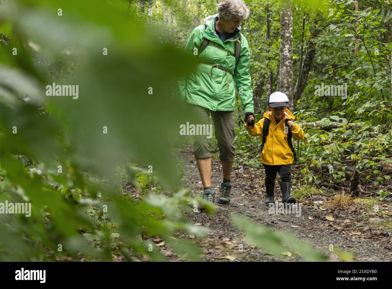 Grandparent and child exploring forest together Stock Photo - Alamy