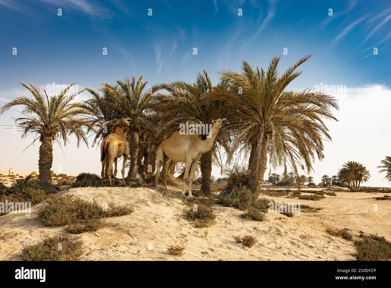 Umm Bab Beach - Palm Tree Beach Doha Qatar 24-02-2025 Stock Photo - Alamy
