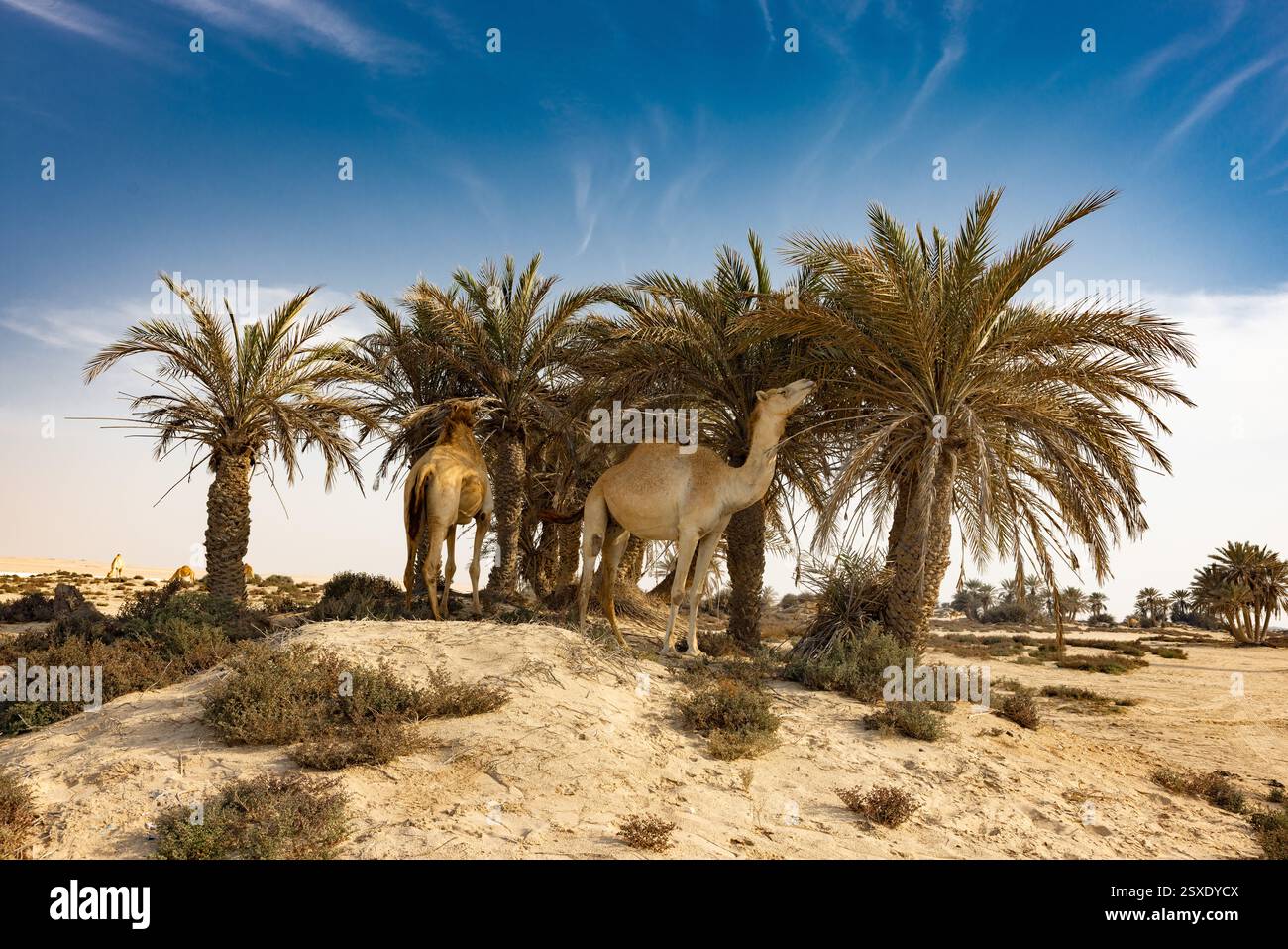 Umm Bab Beach - Palm Tree Beach Doha Qatar 24-02-2025 Stock Photo - Alamy