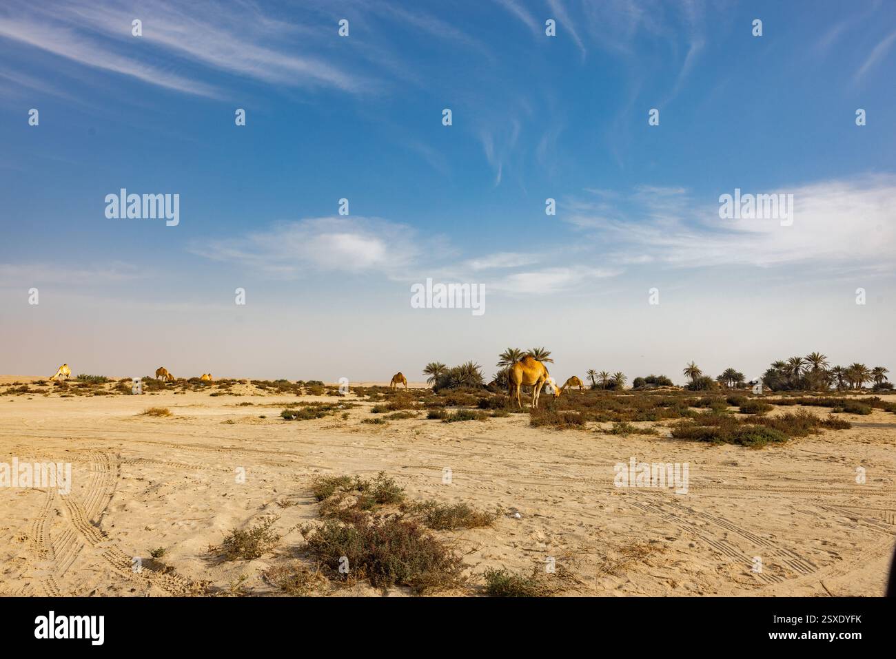 Umm Bab Beach - Palm Tree Beach Doha Qatar 24-02-2025 Stock Photo - Alamy