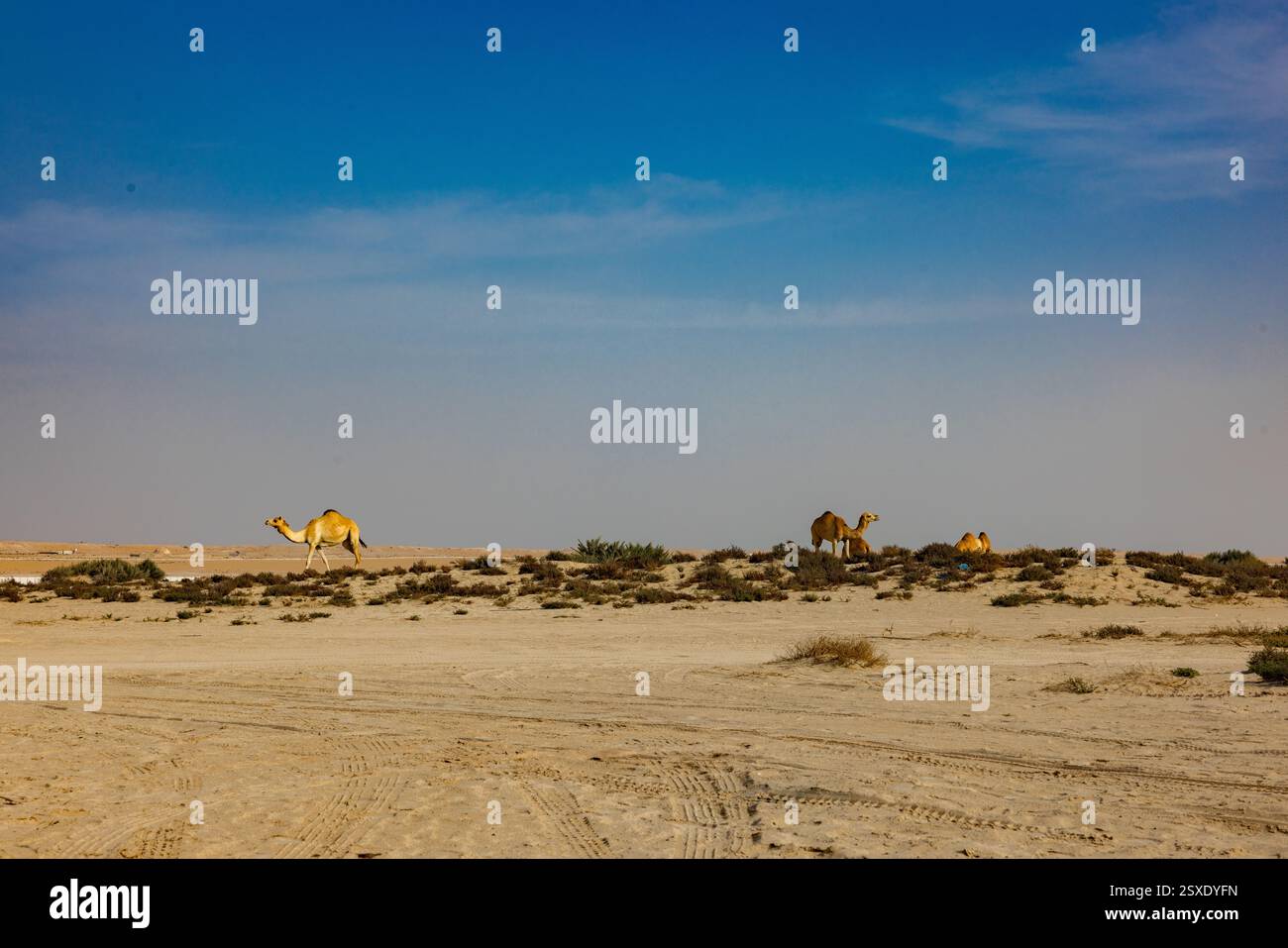 Umm Bab Beach - Palm Tree Beach Doha Qatar 24-02-2025 Stock Photo - Alamy