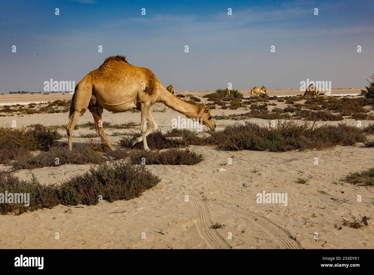 Umm Bab Beach - Palm Tree Beach Doha Qatar 24-02-2025 Stock Photo - Alamy