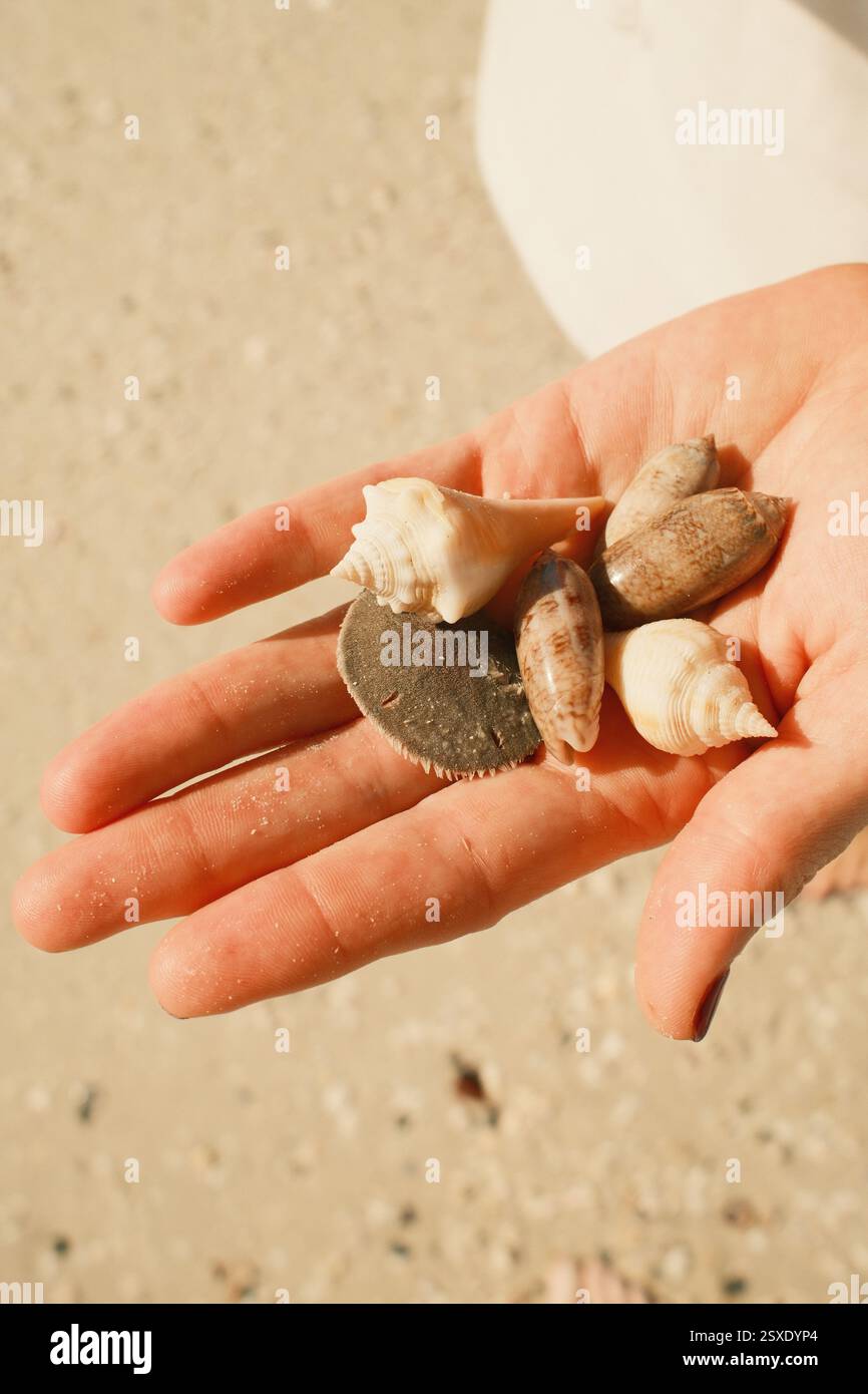 Collecting, Shells, Hand, Florida, Beach Stock Photo - Alamy
